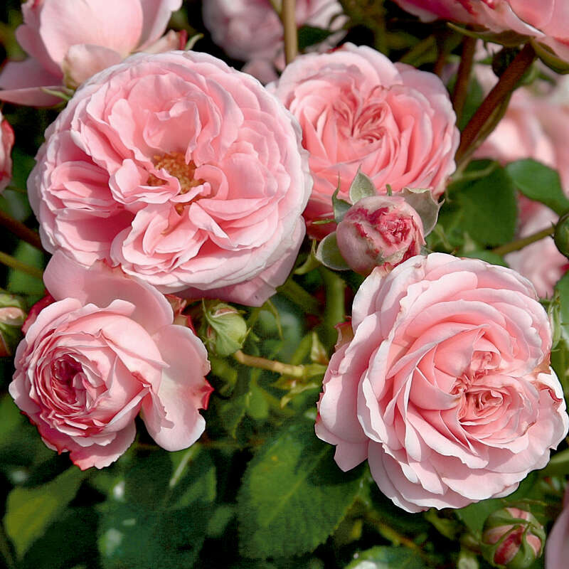 Beetrose - Rose 'Crescendo' - rosa