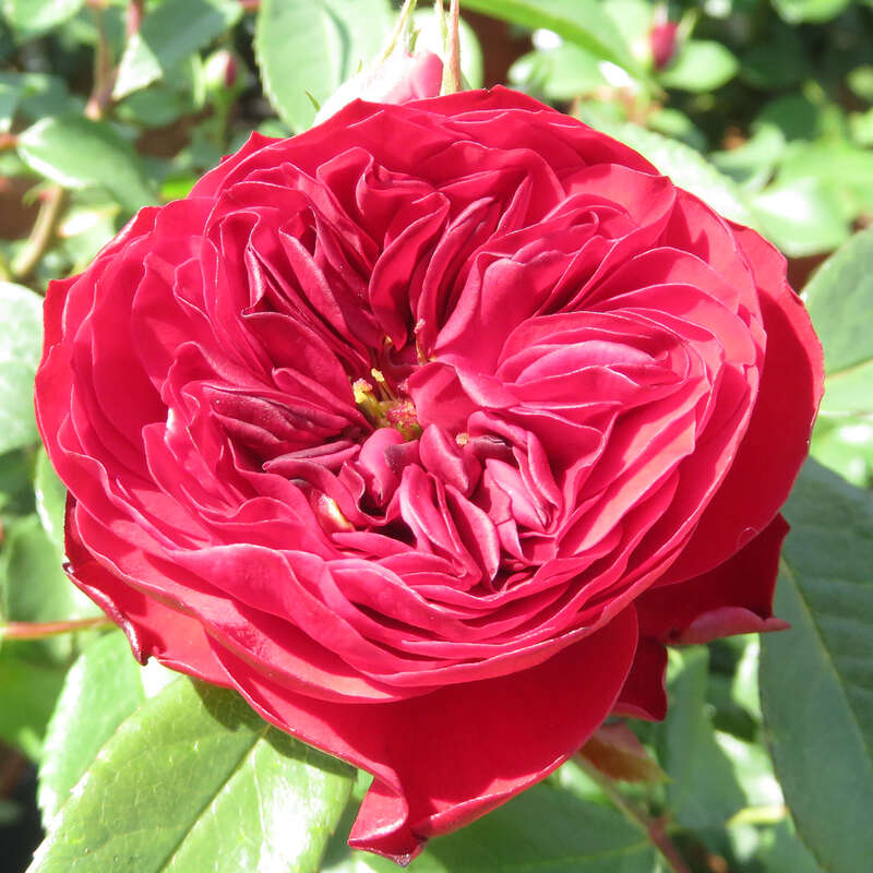 Beetrose - Rose 'Mona Lisa' - rot