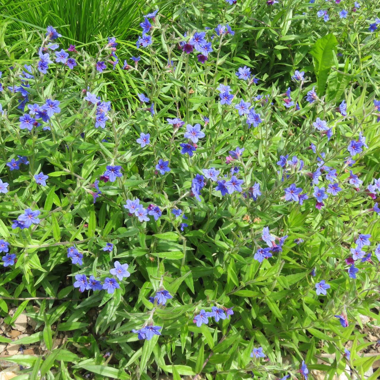 Steinsame - Buglossoides purpurocaerulea - blau