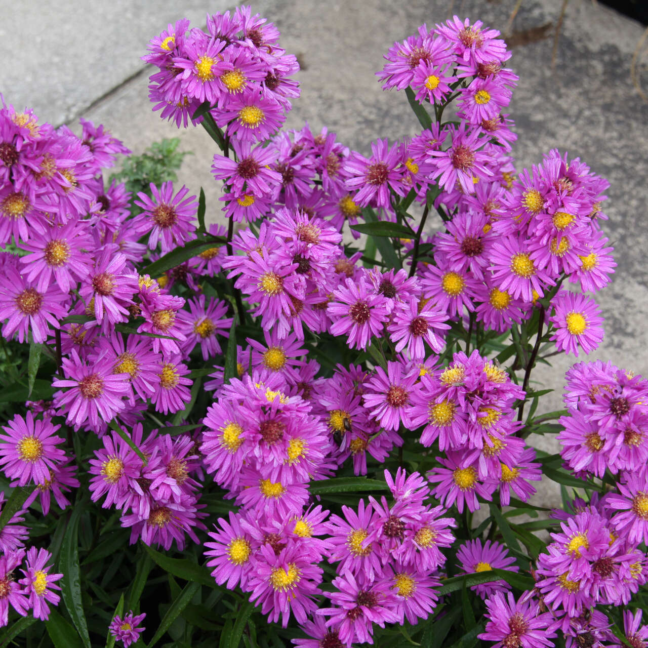 Herbst-Glattblattaster - Aster novi-belgii 'Royal Ruby' - rosa