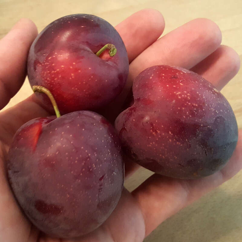 Säulenkriecherl - Prunus domestica 'Ruby'