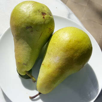 pyrus communis condo