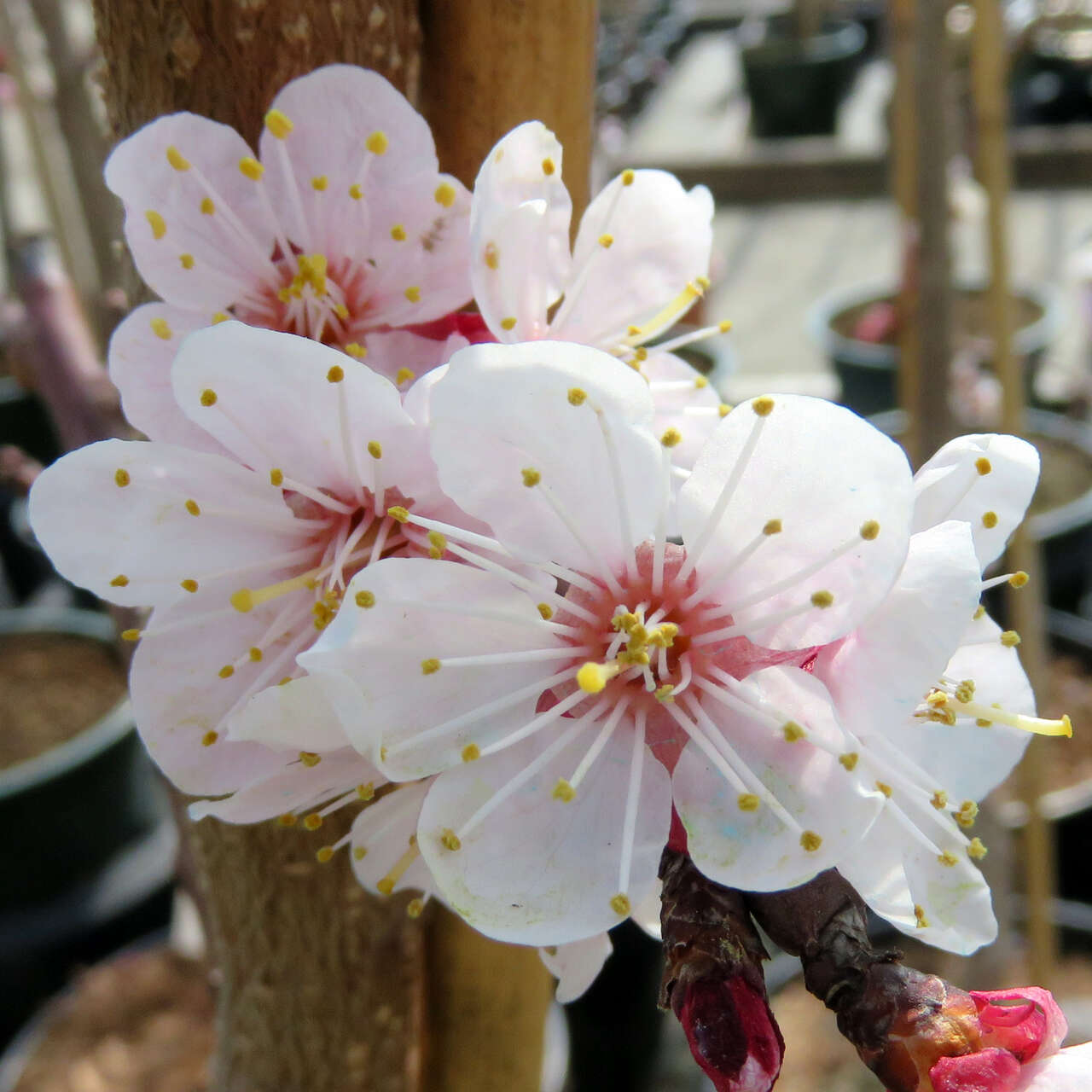 Zwergmarille - Prunus armeniaca 'Compacta' - weiß