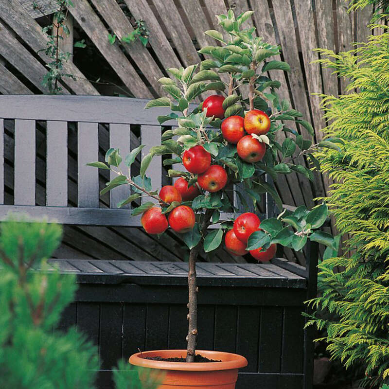 Zwergapfel - Malus domestica 'Croquella'