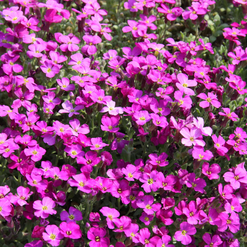 Blaukissen - Aubrieta 'Royal Red' - rosa