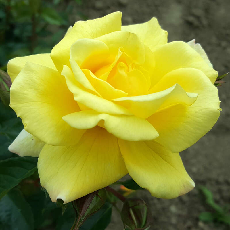 Kletterrose - Rose 'Dukat' - gelb