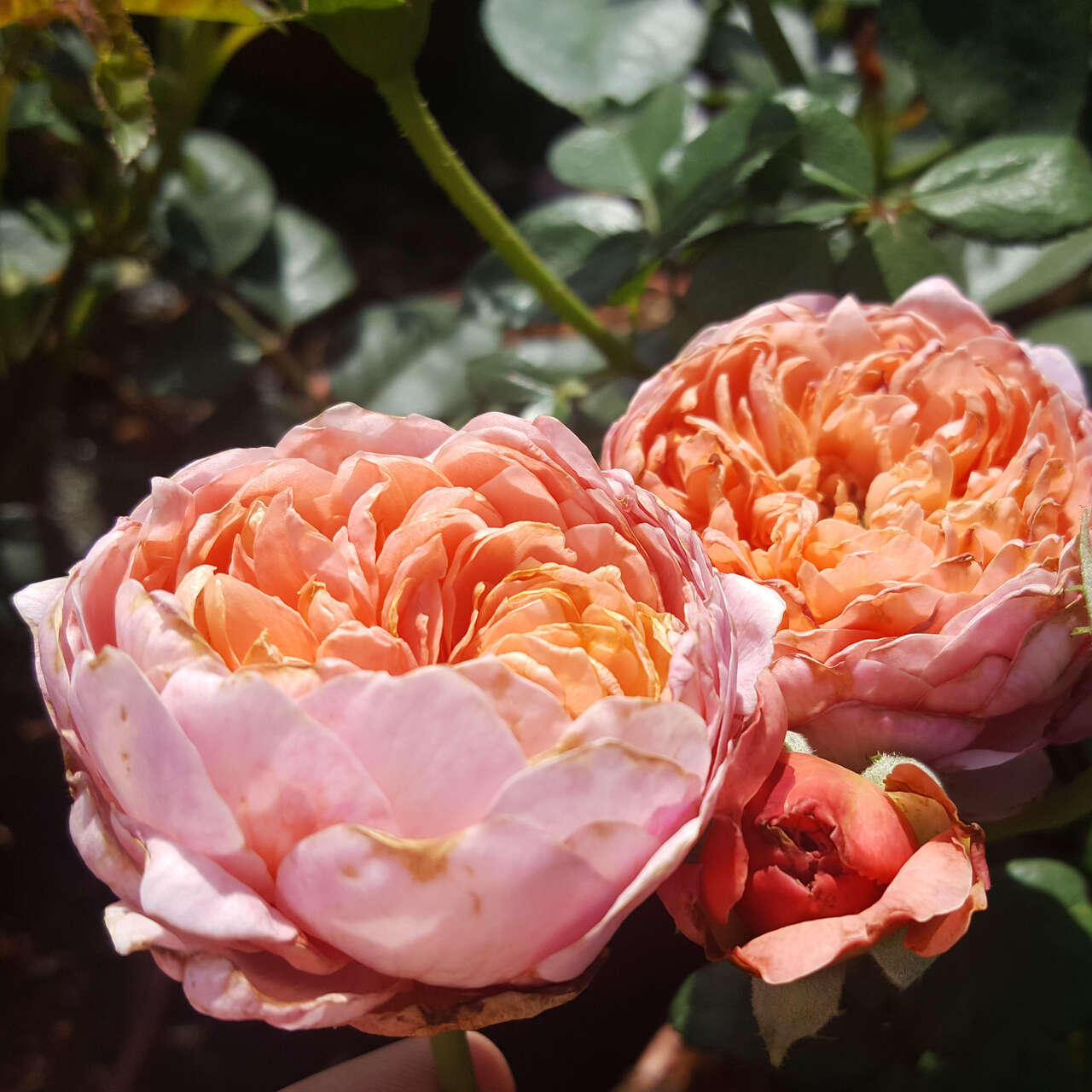 Edelrose - Rose 'Eisvogel' - rosa