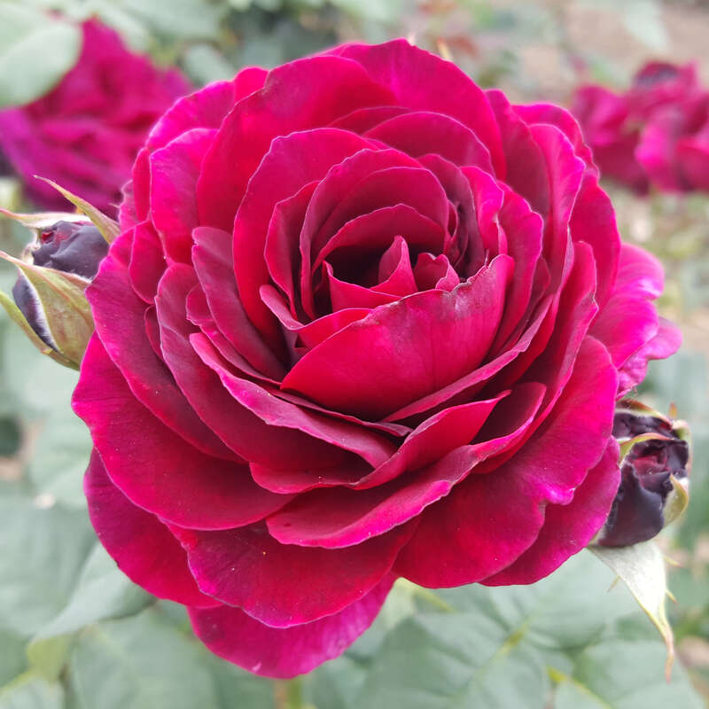 Strauchrose - Rose 'Astrid Gräfin von Hardenberg' - rot