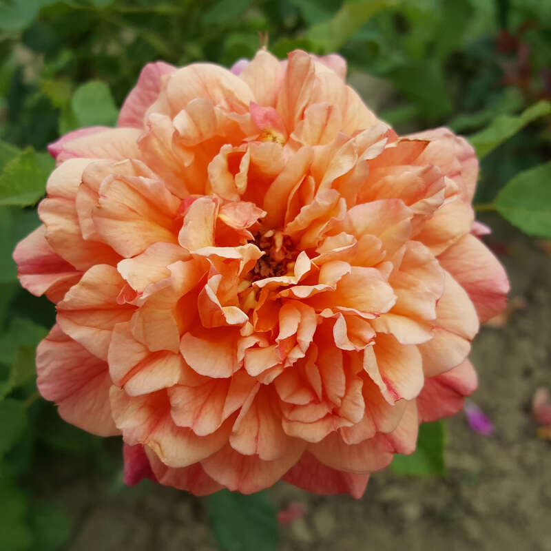 Kletterrose - Rose 'Aloha' - orange