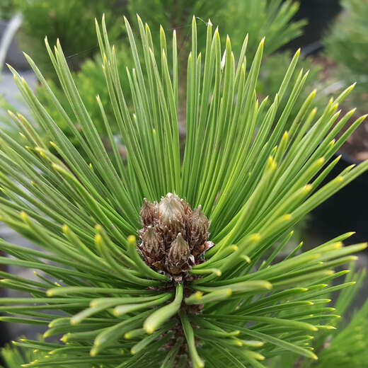Hohe Bergkiefer, Latsche - Pinus mugo - grün