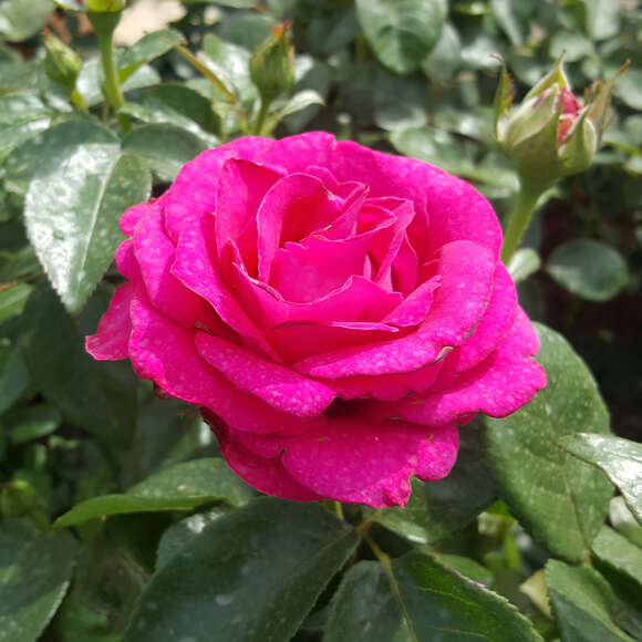 Edelrose - Rose 'Belles Rives' - rot