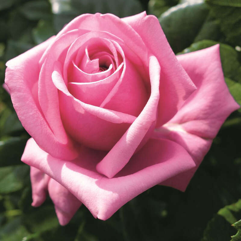 Edelrose - Rose 'Romina' - rosa