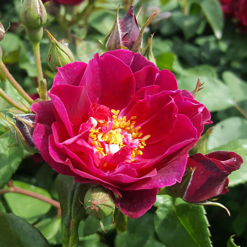 Englische Strauchrose - Rose 'Cardinal Hume' - rot