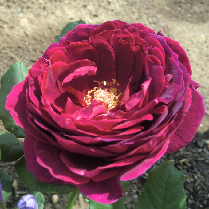 Strauchrose - Rose 'Astrid Gräfin von Hardenberg' - rot