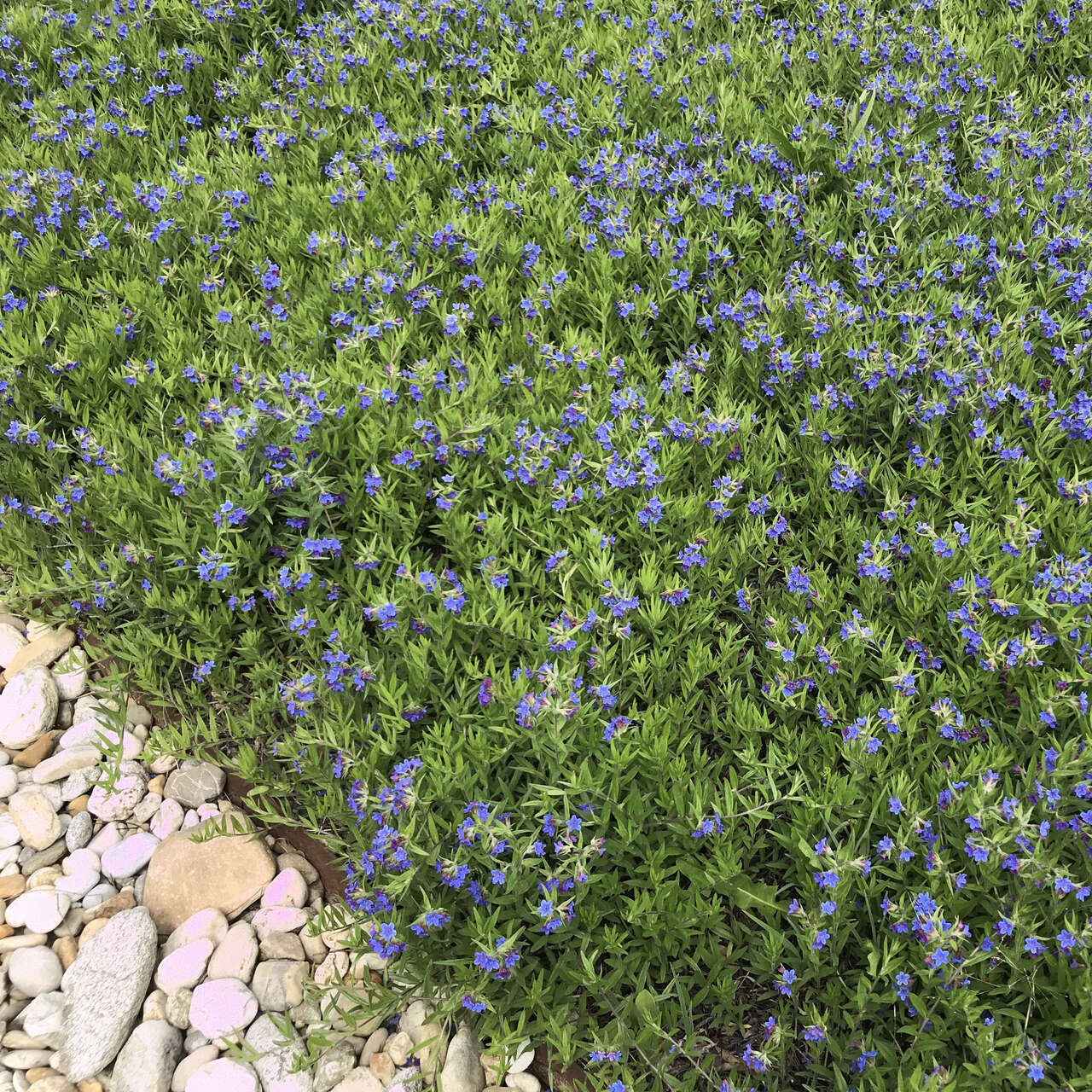 Steinsame - Buglossoides purpurocaerulea - blau
