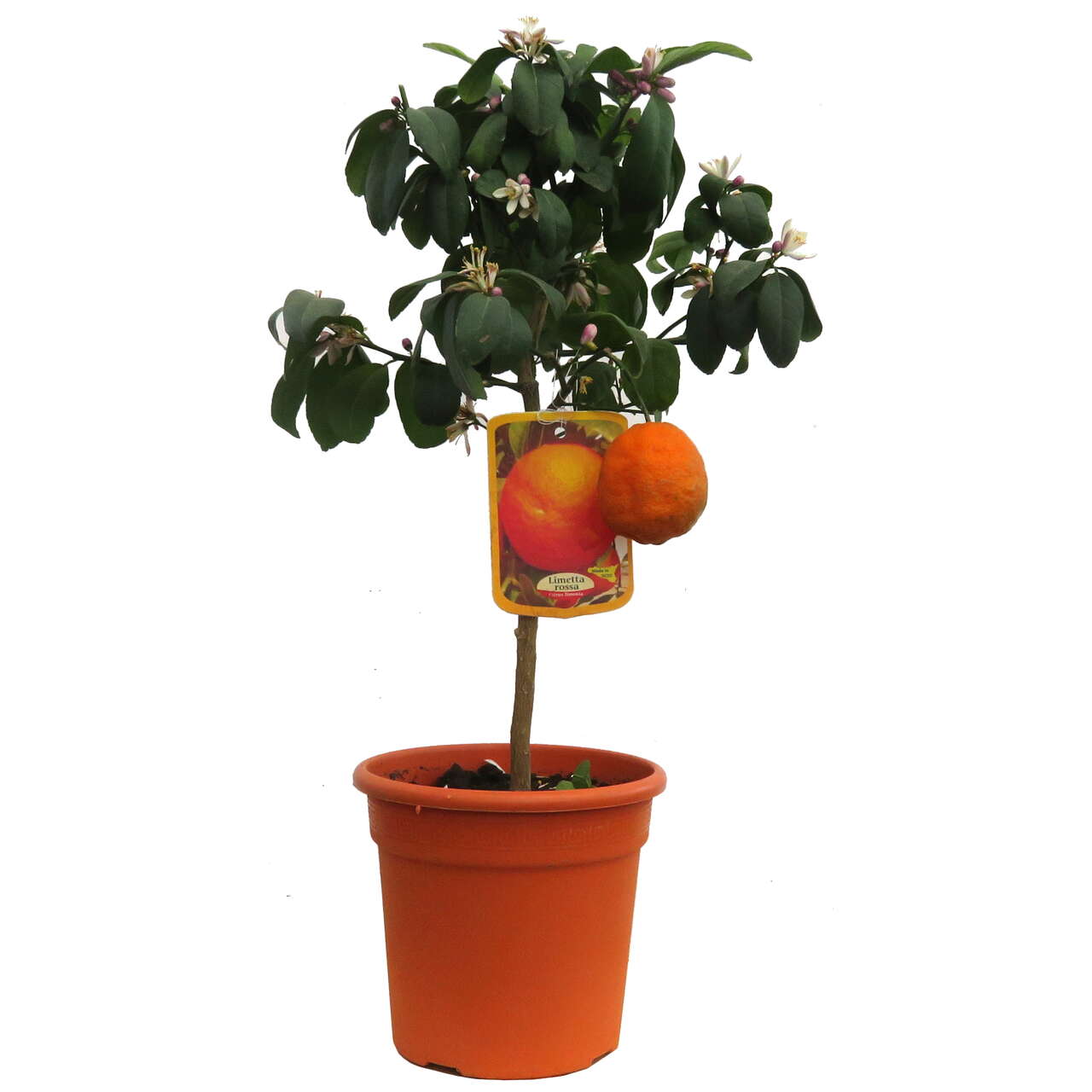 Rote Zitrone - Citrus lima rossa