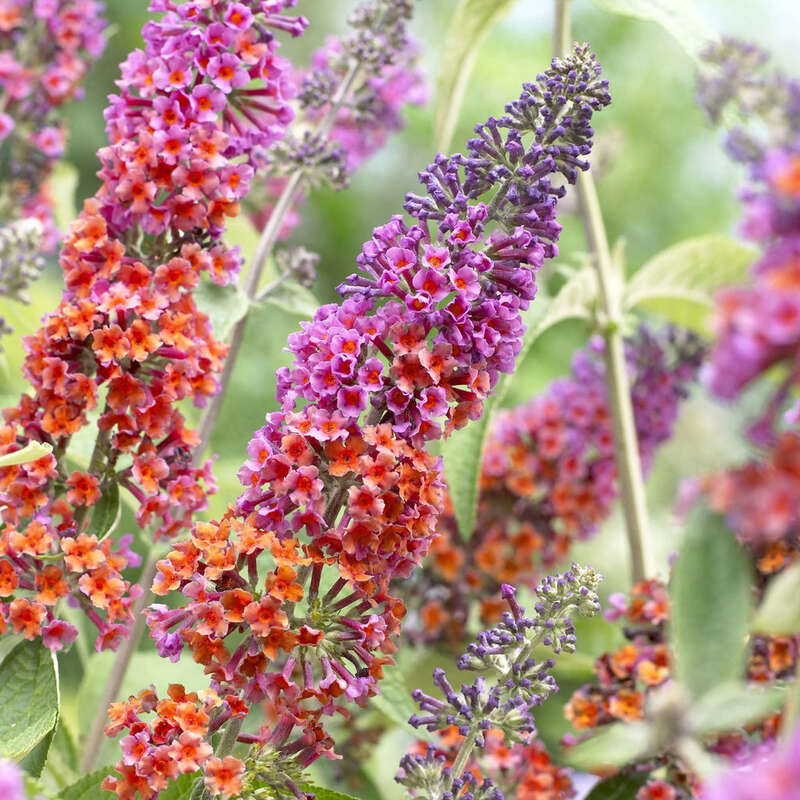 Buddleja Davidii Sommerflieder