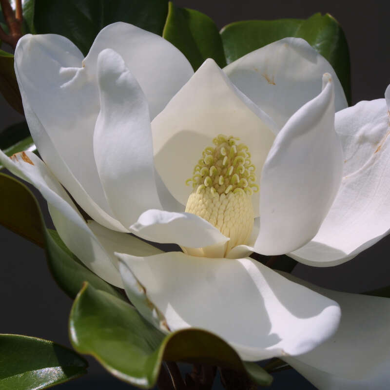Immergrüne Magnolie - Magnolia grandiflora 'Edith Bogue' - weiß