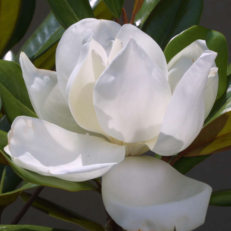 Immergrüne Magnolie - Magnolia grandiflora 'Edith Bogue' - weiß