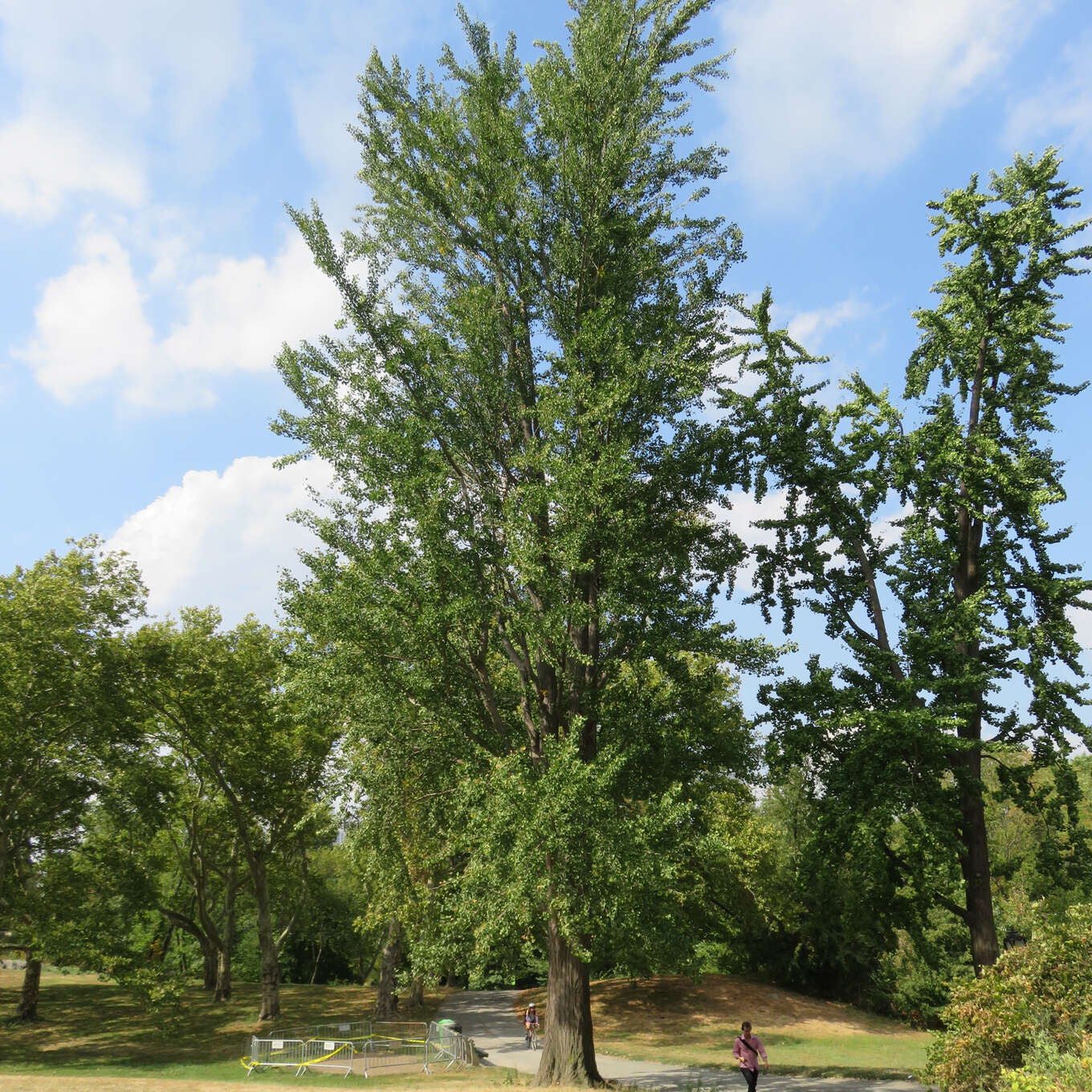 Säulen-Ginkgo - Ginkgo biloba 'Fastigiata' - grün