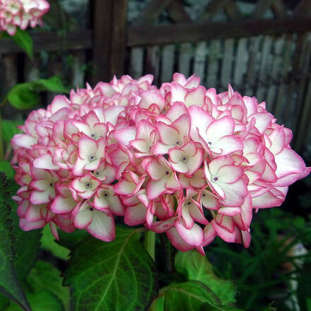 Gartenhortensie - Hydrangea macrophylla 'Mirai' - mehrfärbig