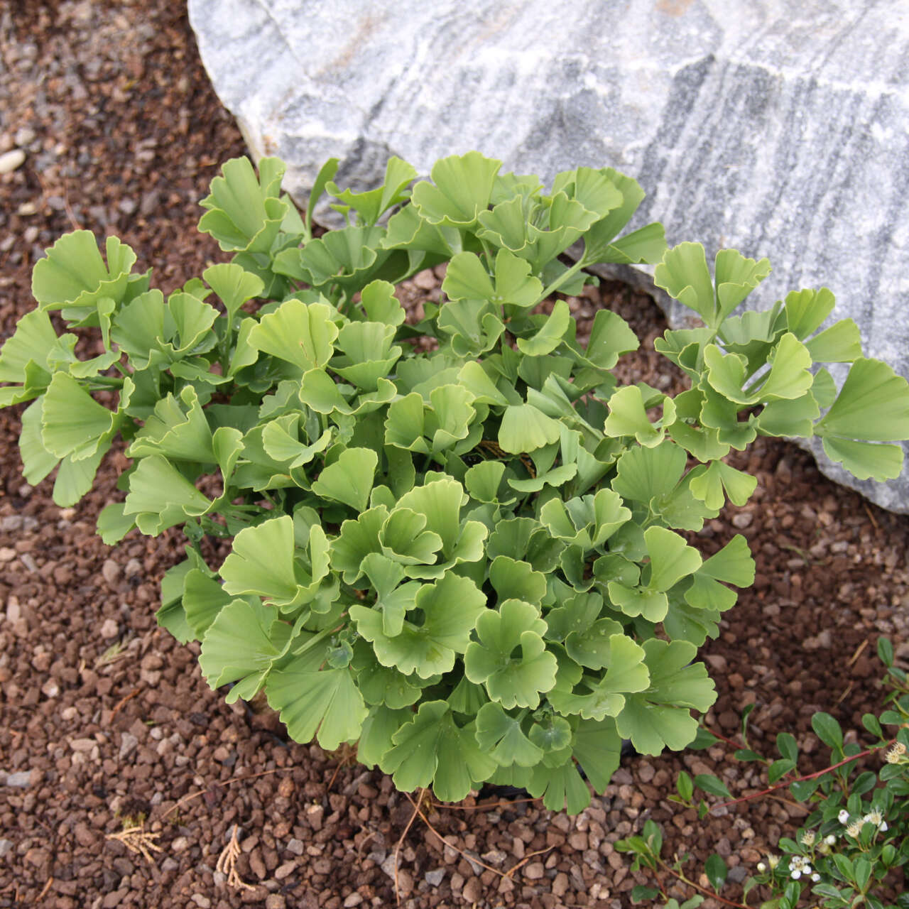 Zwerg-Ginkgo - Ginkgo biloba 'Troll' - grün