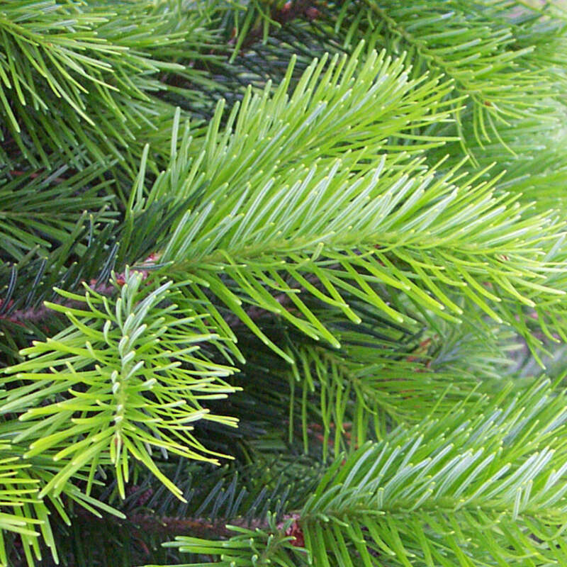 Sibirische Tanne - Abies sibirica
