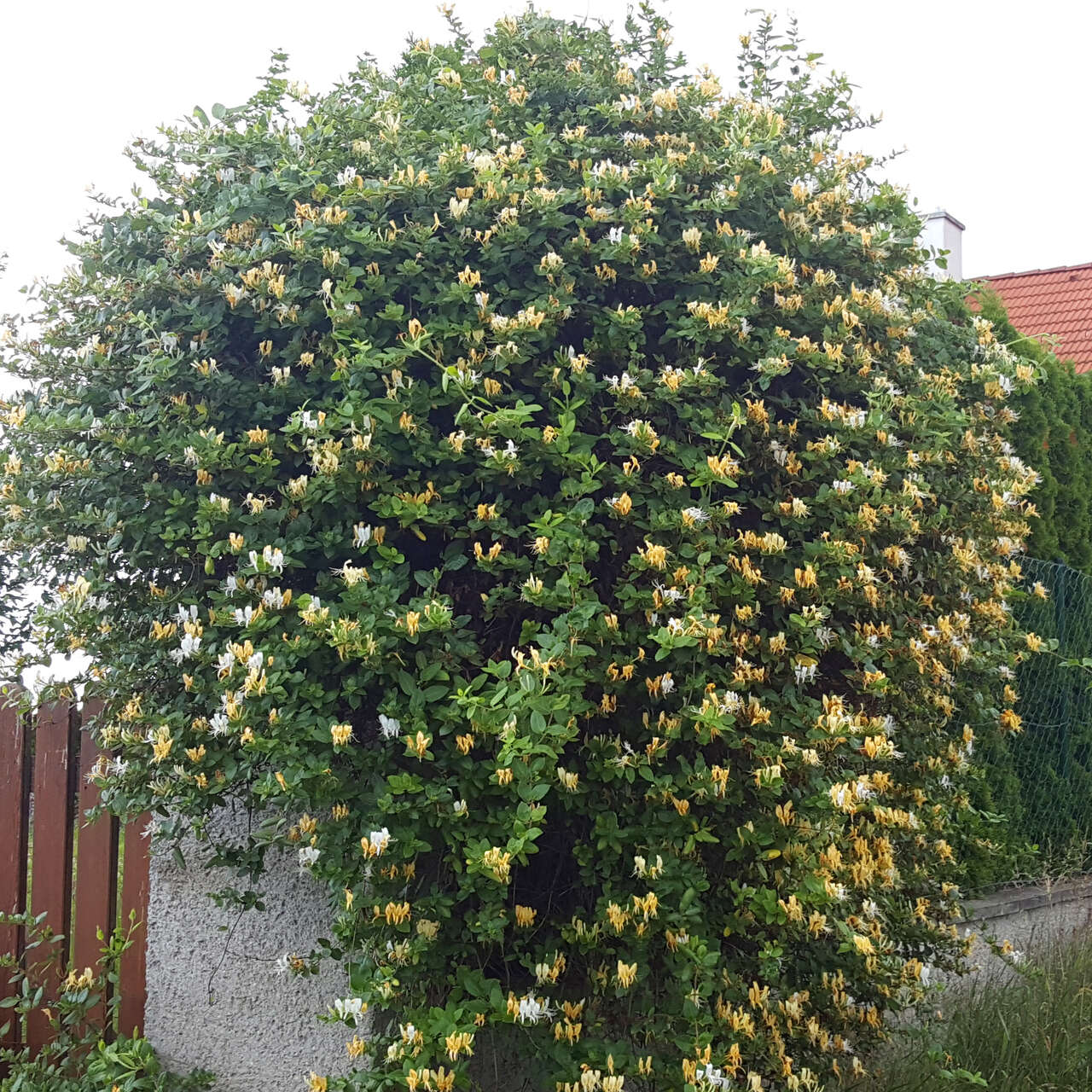 Schlingendes Geißblatt - Lonicera japonica 'Hall's Prolific' - gelb