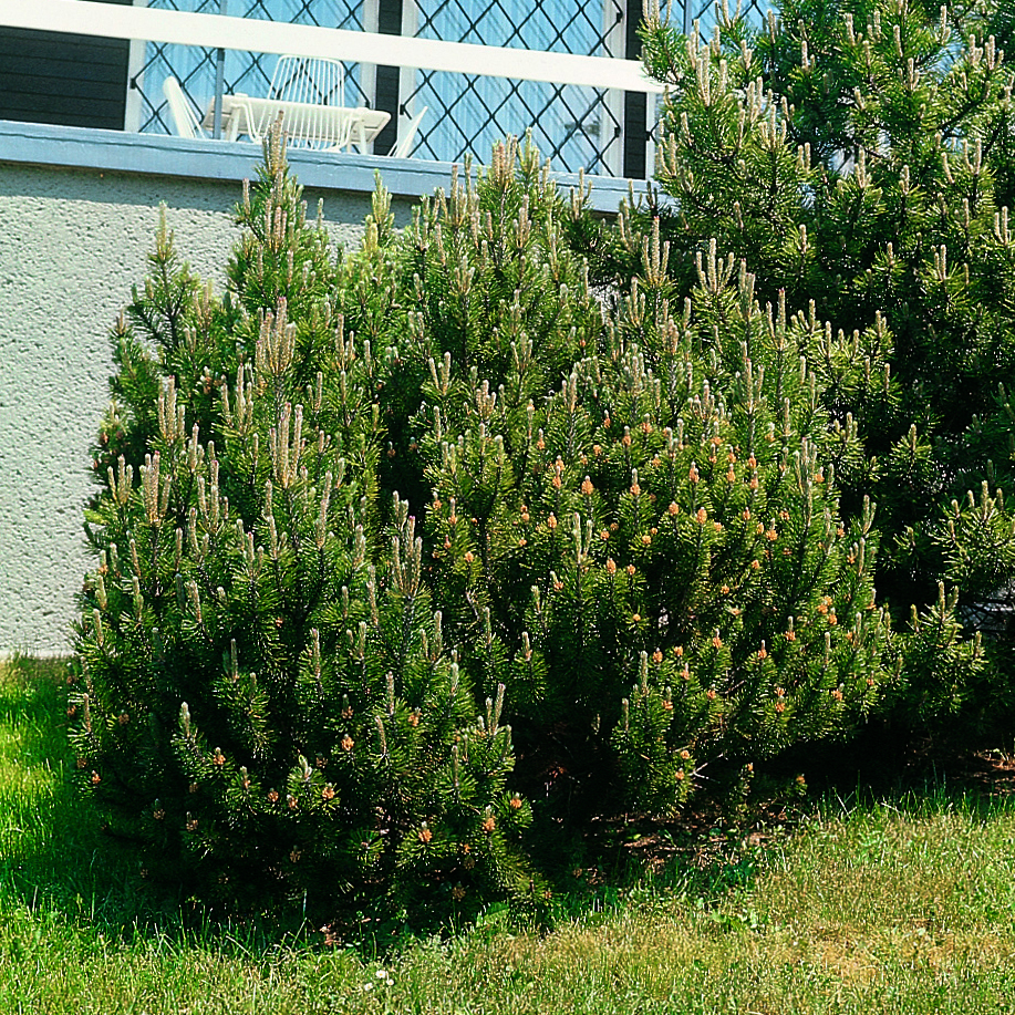 Hohe Bergkiefer, Latsche - Pinus mugo - grün