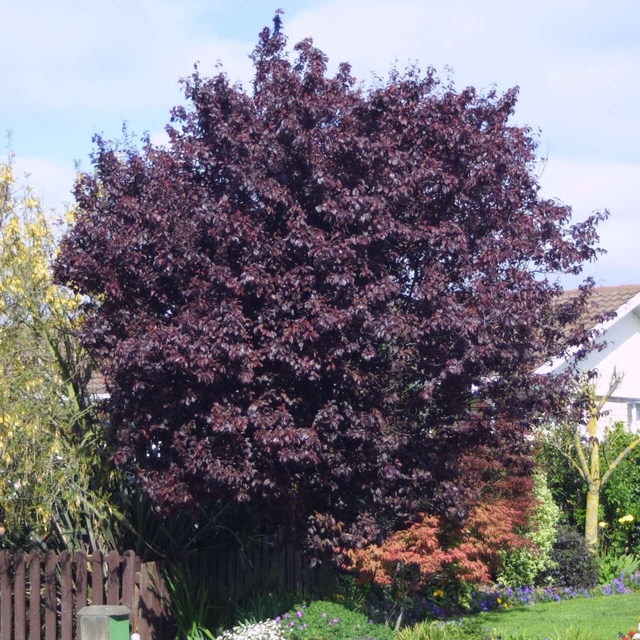 Blutpflaume - Prunus cerasifera 'Nigra' - rosa