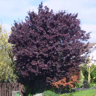 Blutpflaume - Prunus cerasifera 'Nigra' - rosa