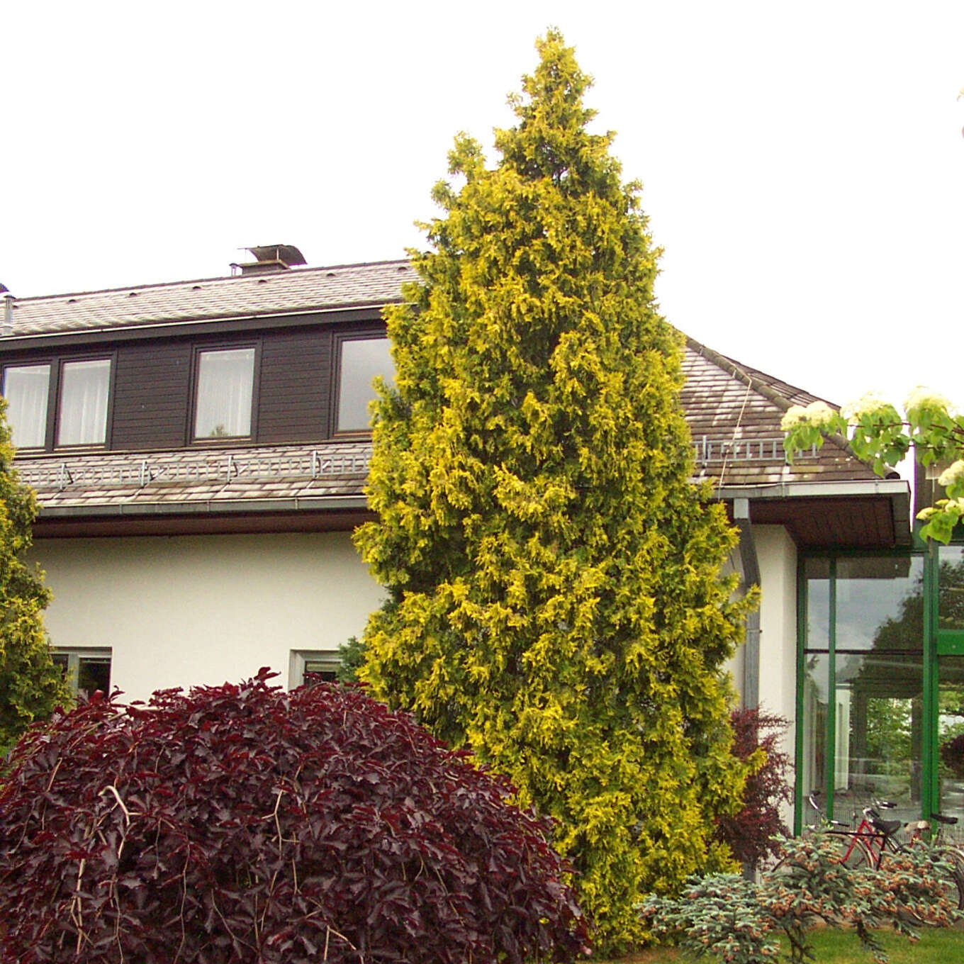 Goldthuje - Thuja occidentalis 'Sunkist' - gelb