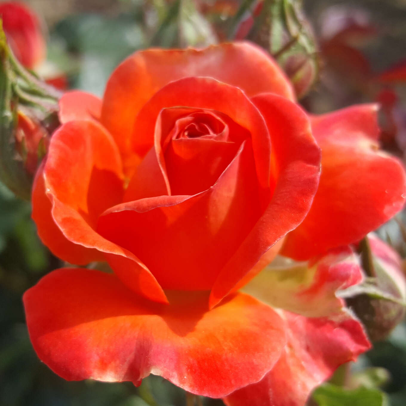 Moderne Edelrose - Rose 'Vulcano' - rot