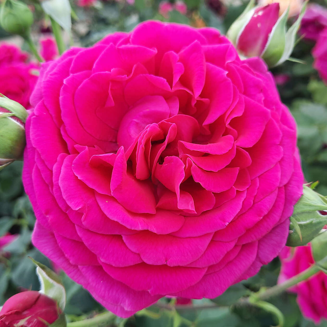 Englische Edelrose - Rose 'Tower Bridge' - rosa