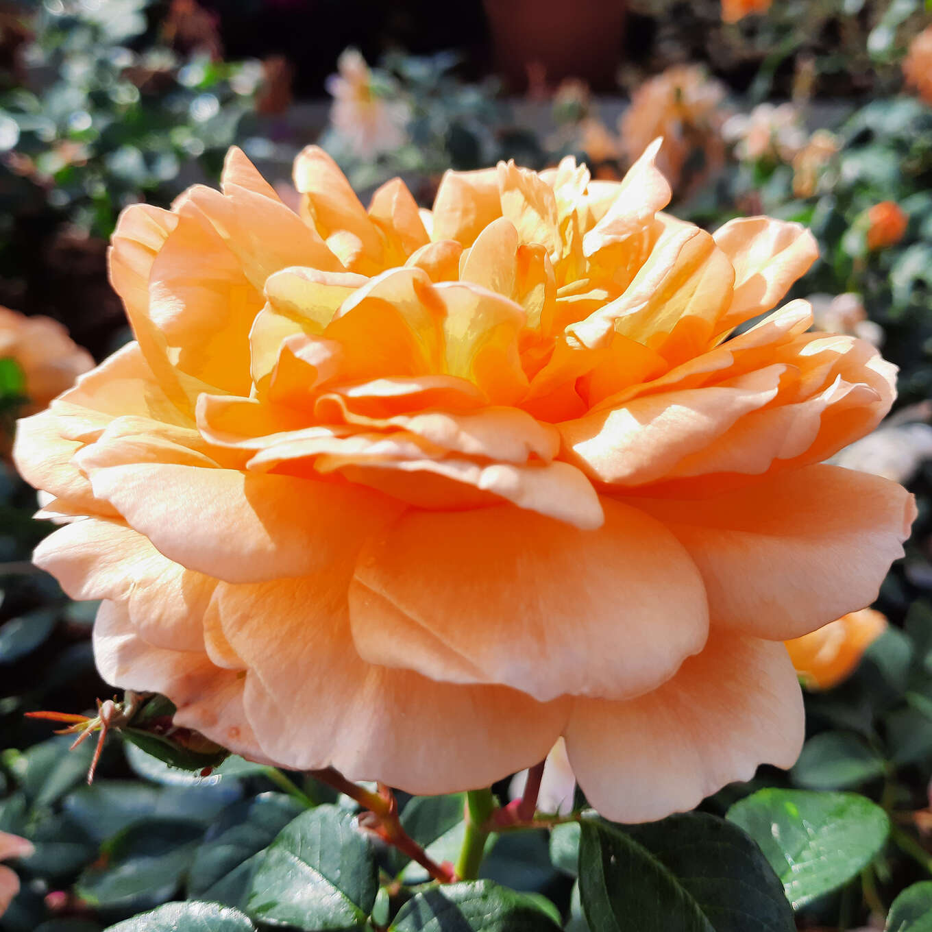 Englische Strauchrose - Rose 'Dame Judi Dench' - orange