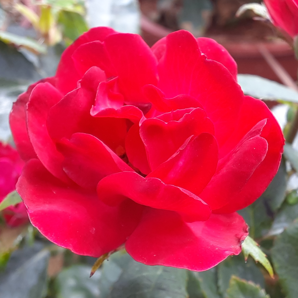 Zwergrose - Rose 'Zepeti' - rosa