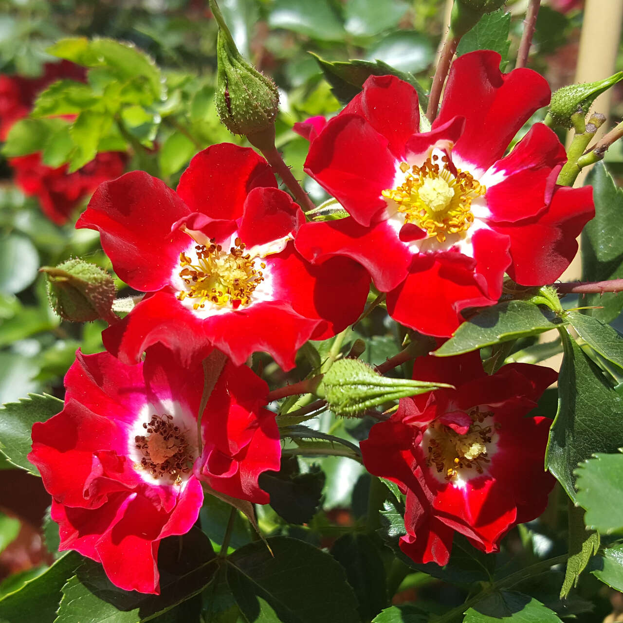 Ramblerrose - Rose 'Rambling Rosie' - rot