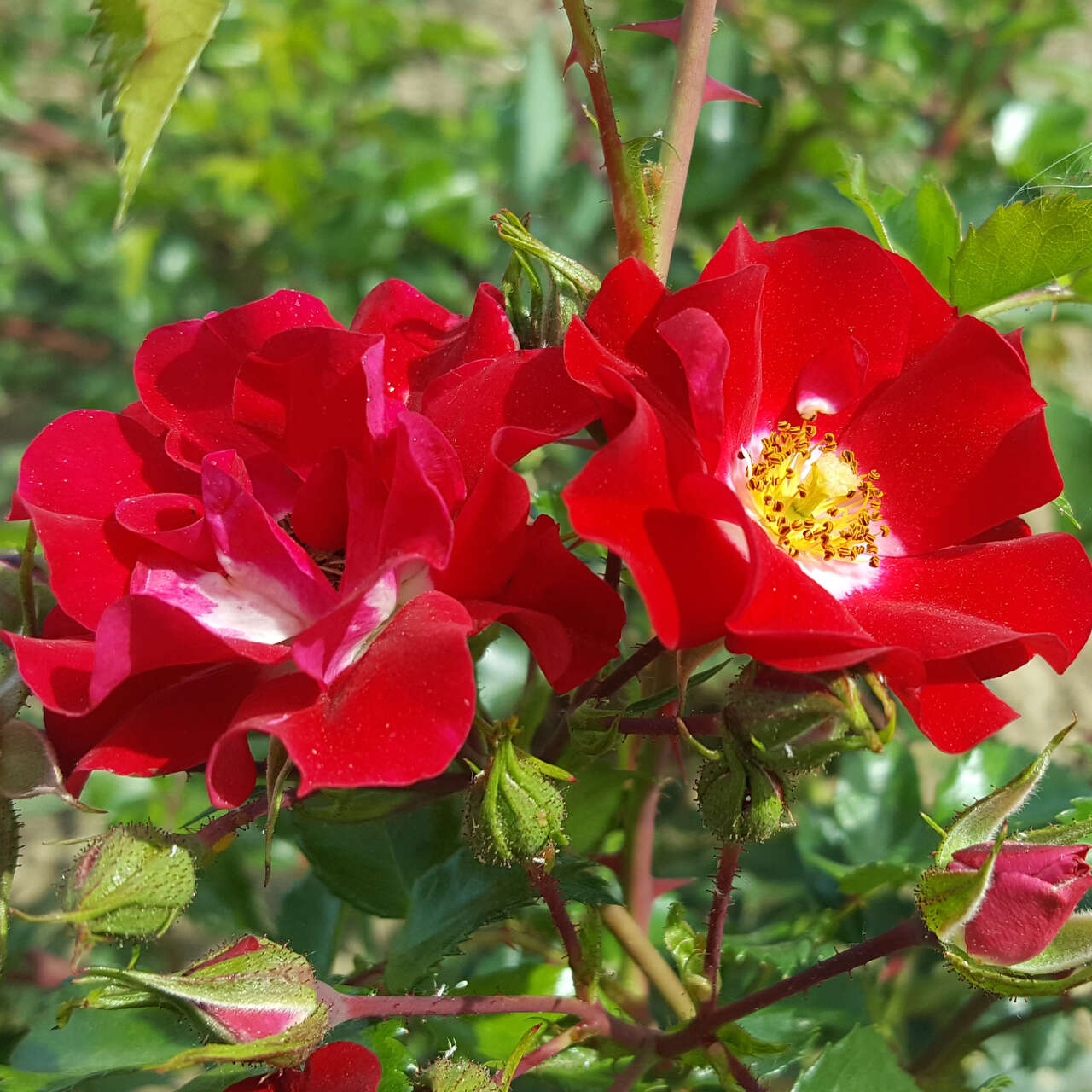 Ramblerrose - Rose 'Rambling Rosie' - rot