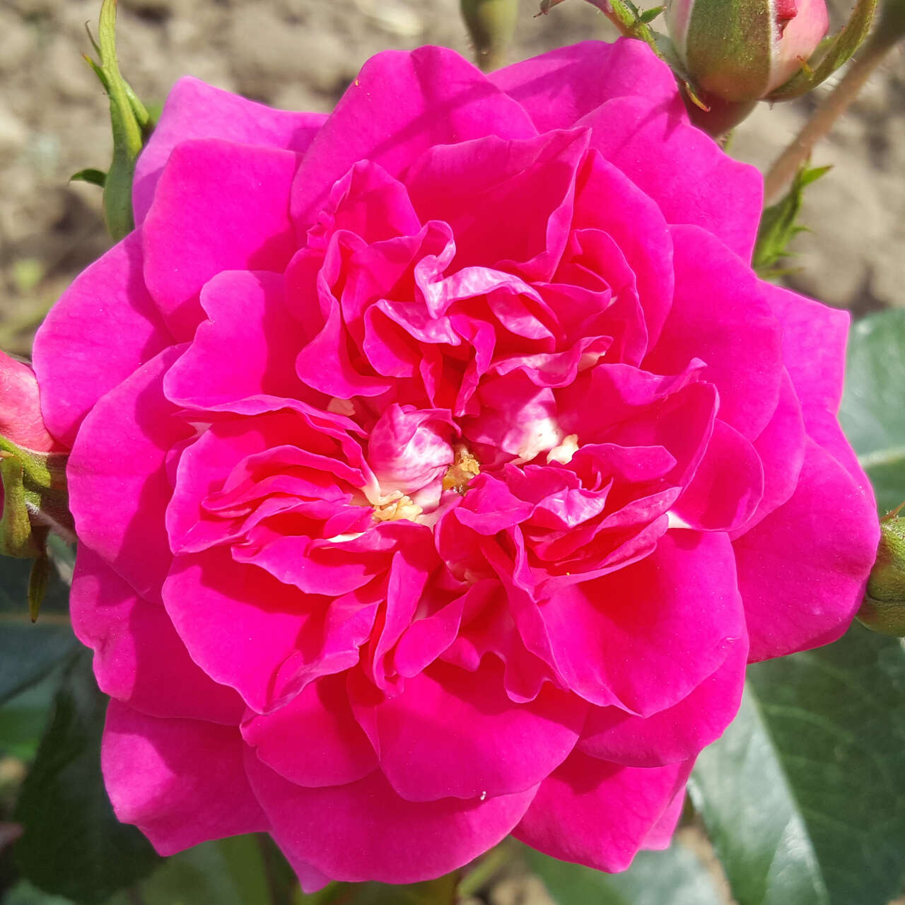 Englische Beetrose - Rose 'Perfect Match' - rosa