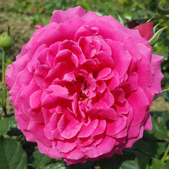 Englische Edelrose - Rose 'Tower Bridge' - rosa