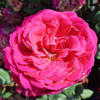 Englische Edelrose - Rose 'Tower Bridge' - rosa