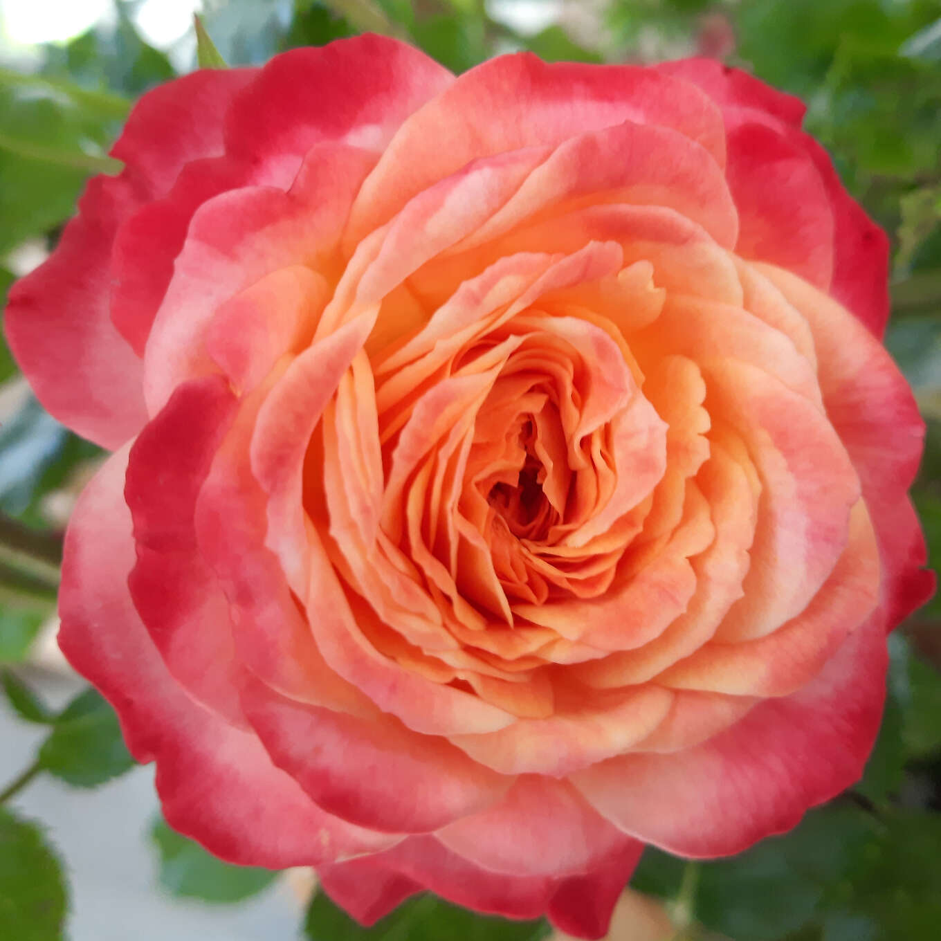 Beetrose - Rose 'Meteor' - orange