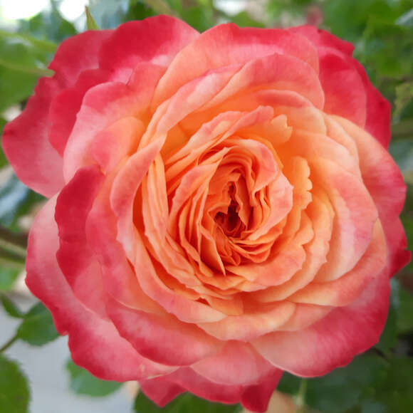 Beetrose - Rose 'Meteor' - orange