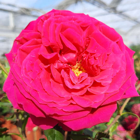 Englische Edelrose - Rose 'Tower Bridge' - rosa