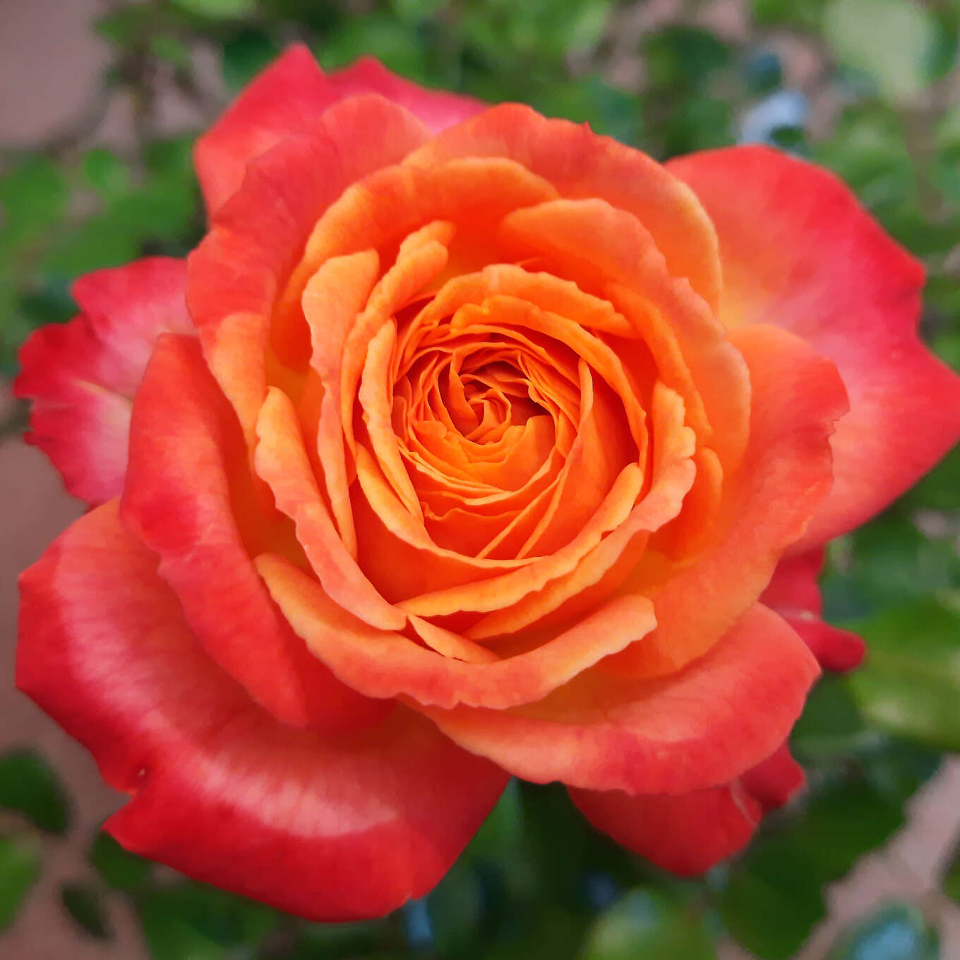 Beetrose - Rose 'Meteor' - orange