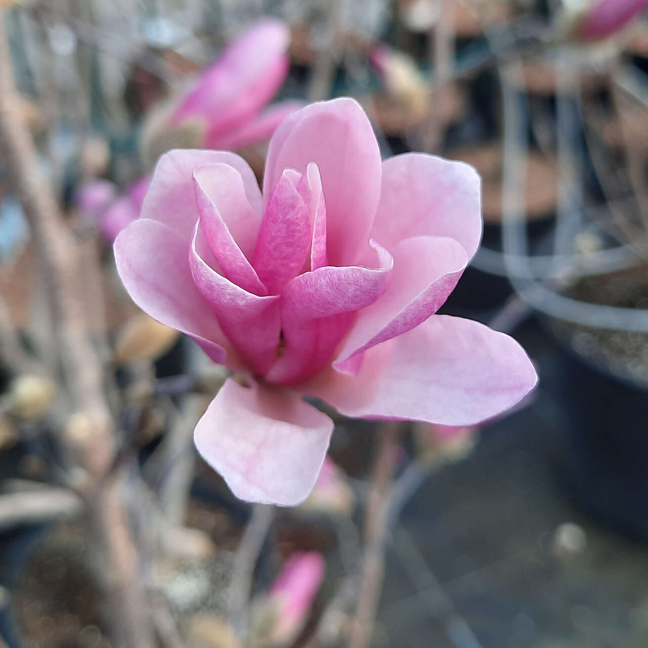 Rosa Sternmagnolie - Magnolia stellata 'Rosea' - rosa