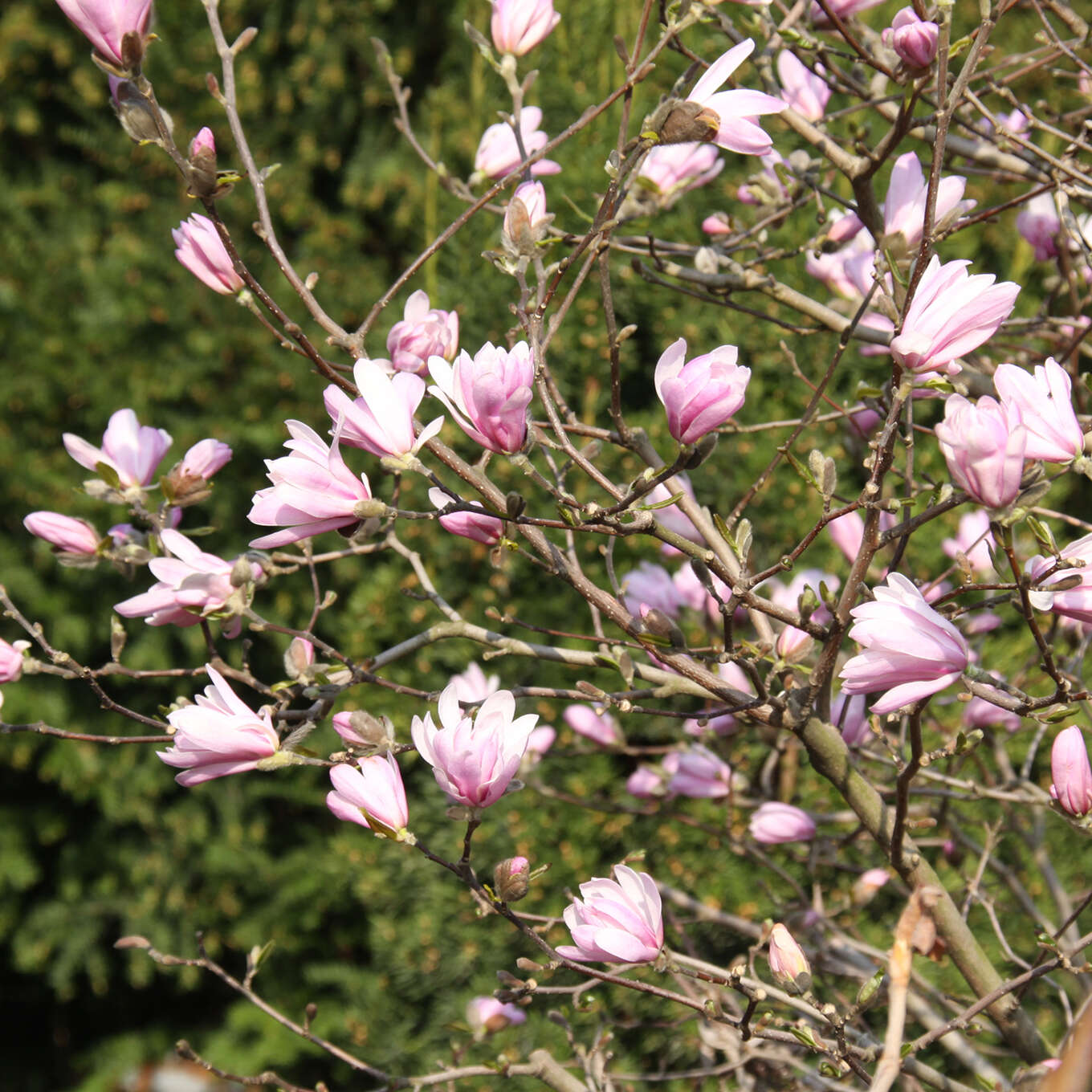 Rosa Sternmagnolie - Magnolia stellata 'Rosea' - rosa