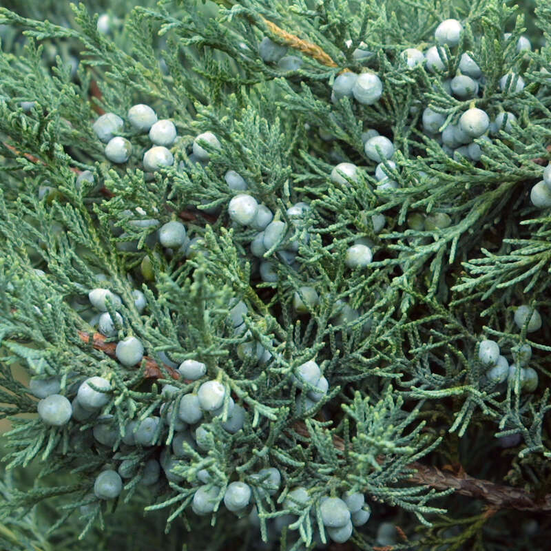 Virginischer Baumwacholder - Juniperus virginiana 'Glauca'
