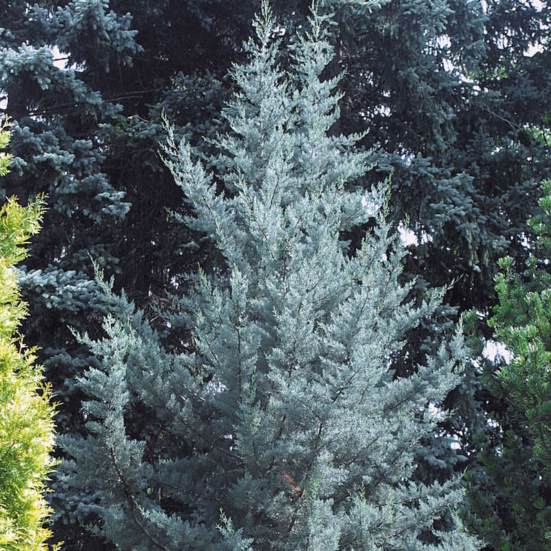 Arizonazypresse - Cupressus arizonica 'Fastigiata'