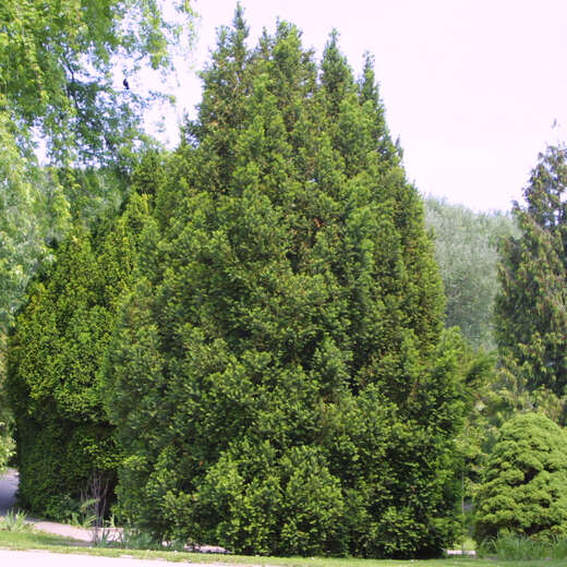 Heimische Eibe - Taxus baccata in Baumschulqualität aus Österreich kaufen